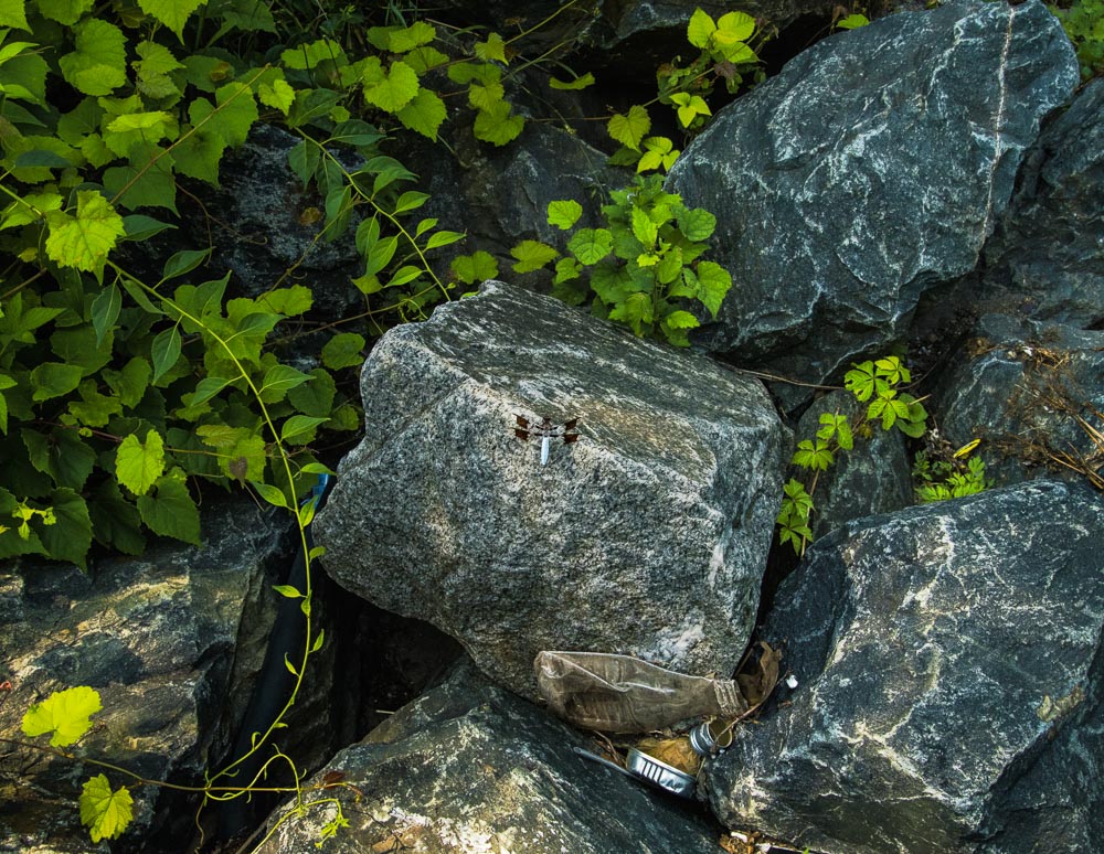 Baltimore Ecosystem Study: Urban Streams | Helen Glazer