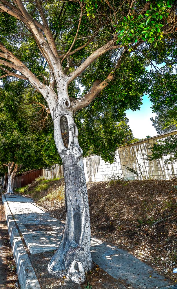 Sycamore Tree Flipped